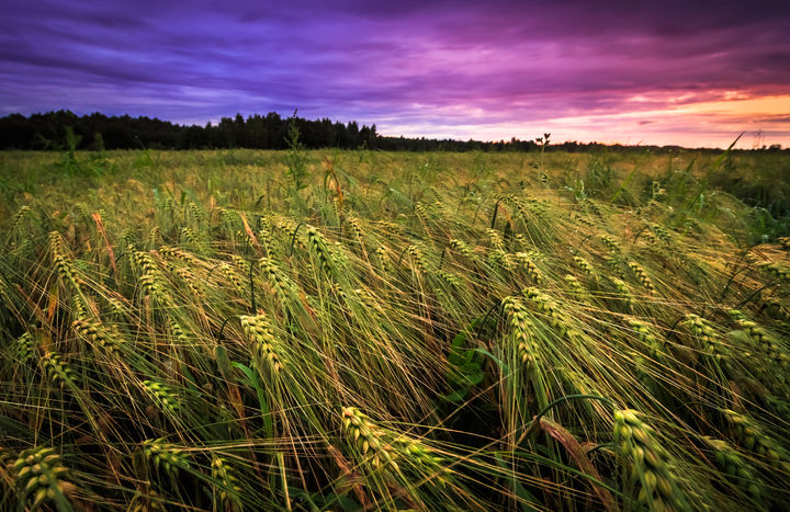 Dreamy fields - by Liina Prohhorov Photography